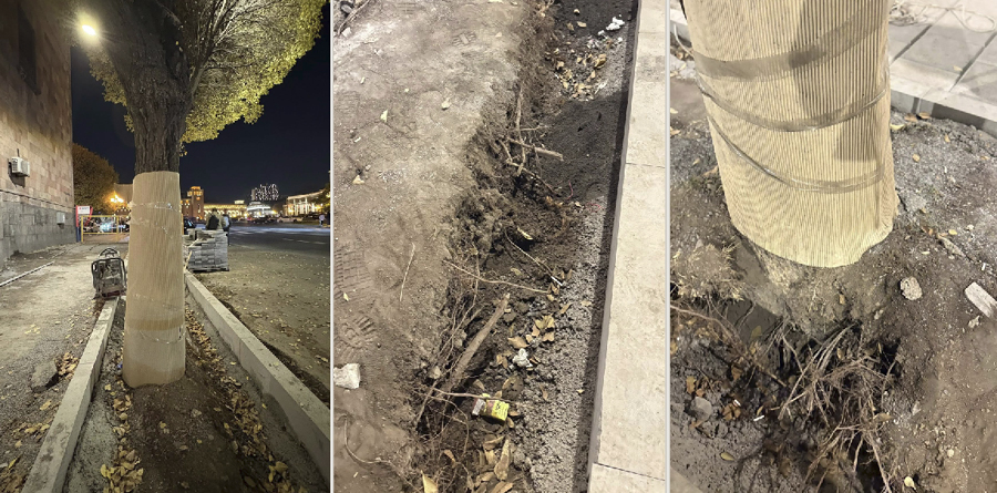 Արմատները կտրելով՝ դատապարտում եք բույսը: Եվ այս ամենը հրամցվում է ...